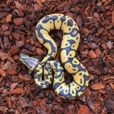 Royal Python (Pastel) - GLRP24past | GlobalGeckos.co.uk